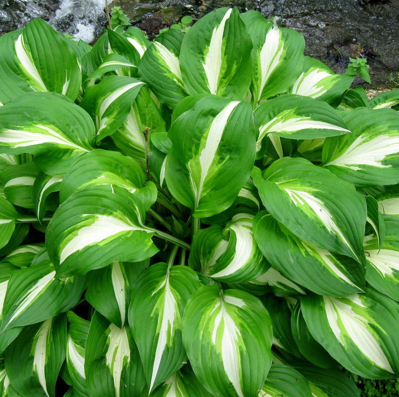 Hosta – assorted | Plants Direct – Victoria, BC