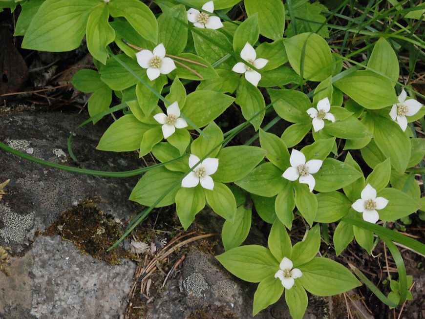 Cornus canadensis | Plants Direct – Victoria, BC