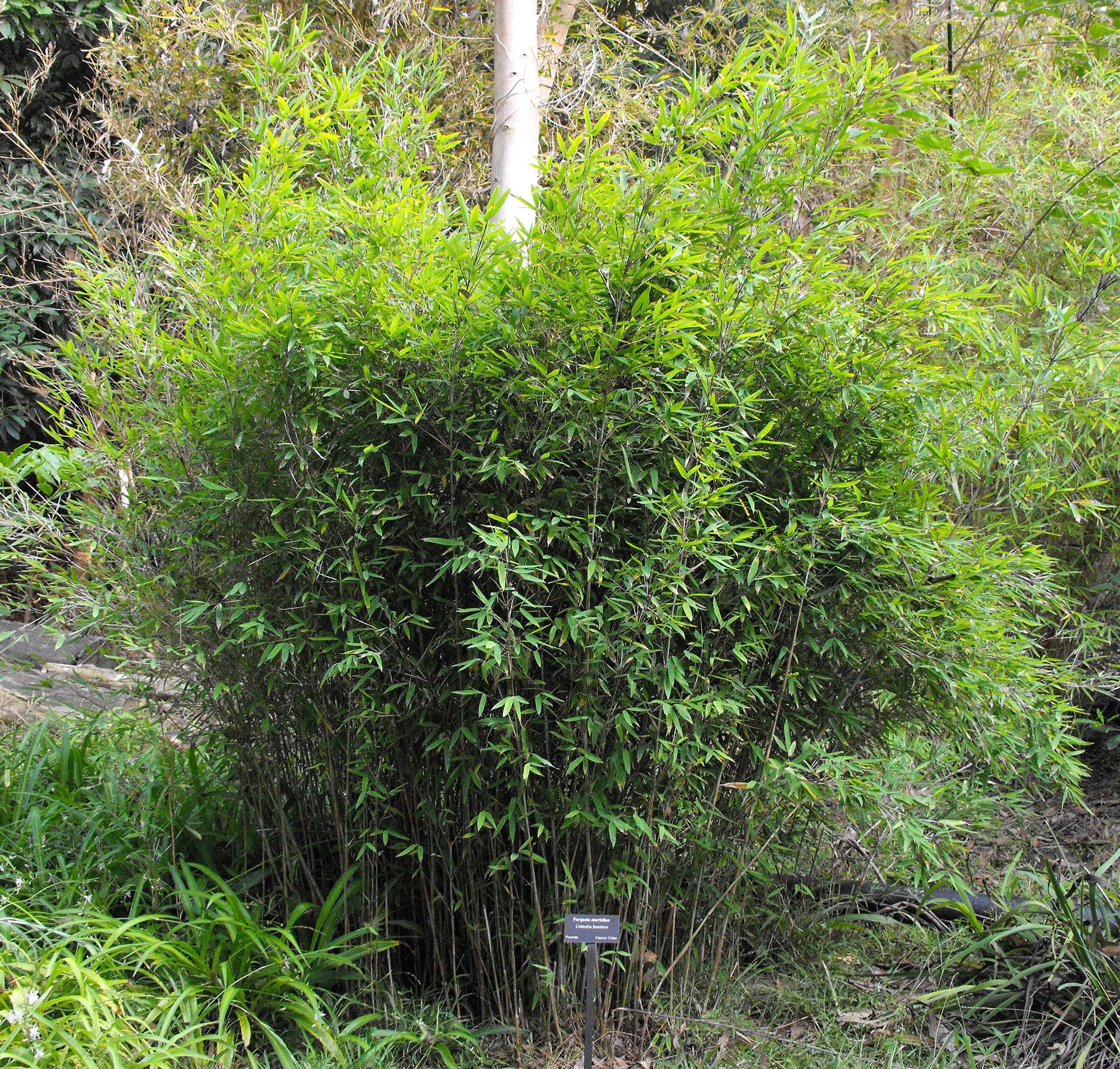 Fargesia murielae | Plants Direct – Victoria, BC