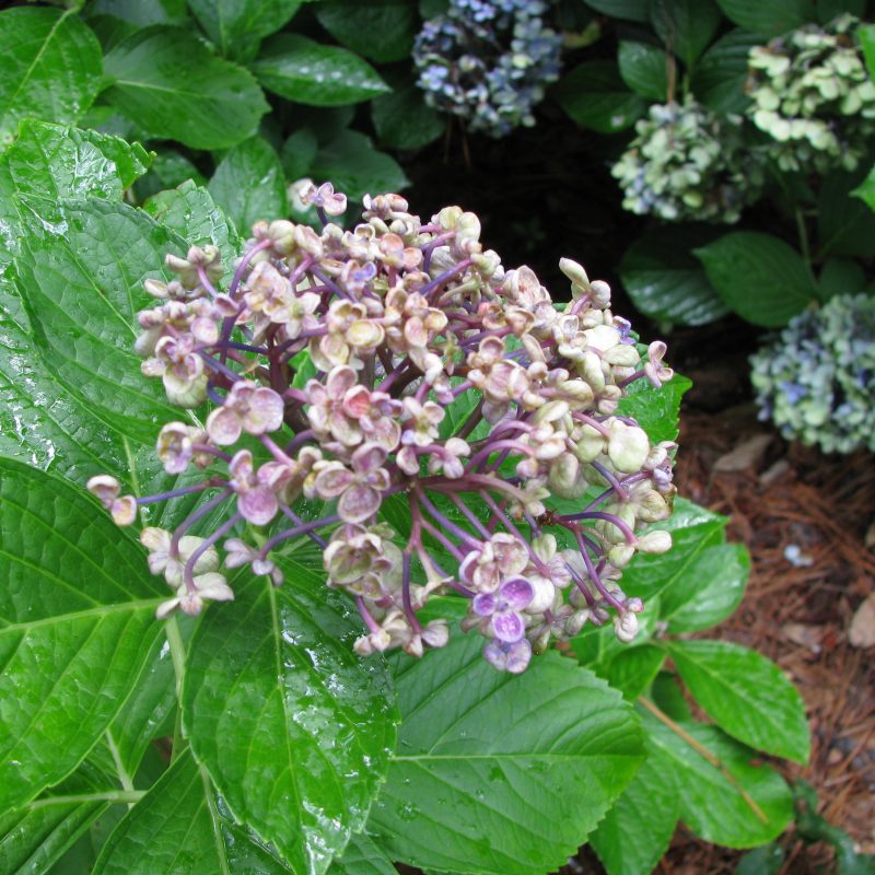 Hydrangea macrophylla ‘Ayesha’ | Plants Direct – Victoria, BC