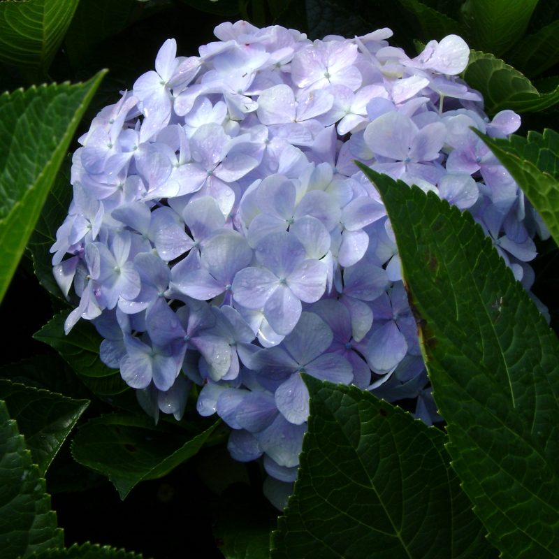 Hydrangea serrata ‘Bluebird’ | Plants Direct – Victoria, BC