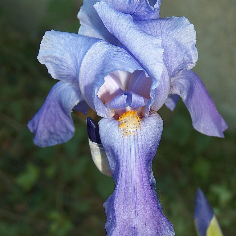 Iris tenax | Plants Direct – Victoria, BC