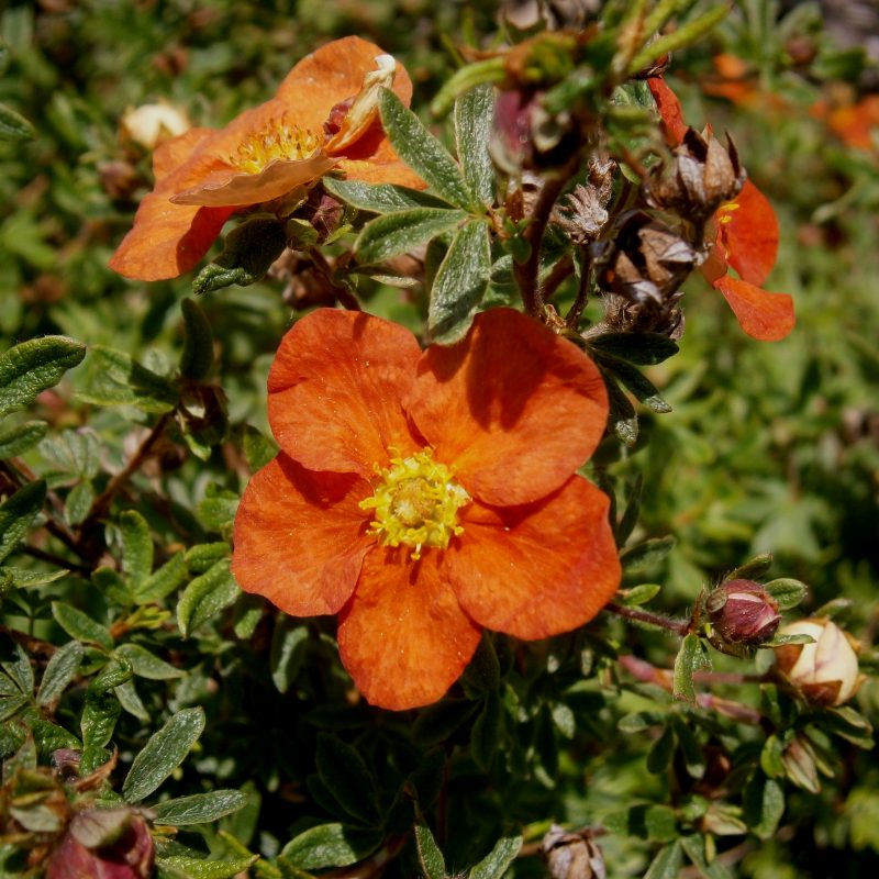 Potentilla fruticosa ‘Red Ace’ | Plants Direct – Victoria, BC