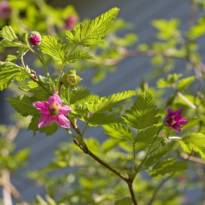 Rubus spectabilis | Plants Direct – Victoria, BC