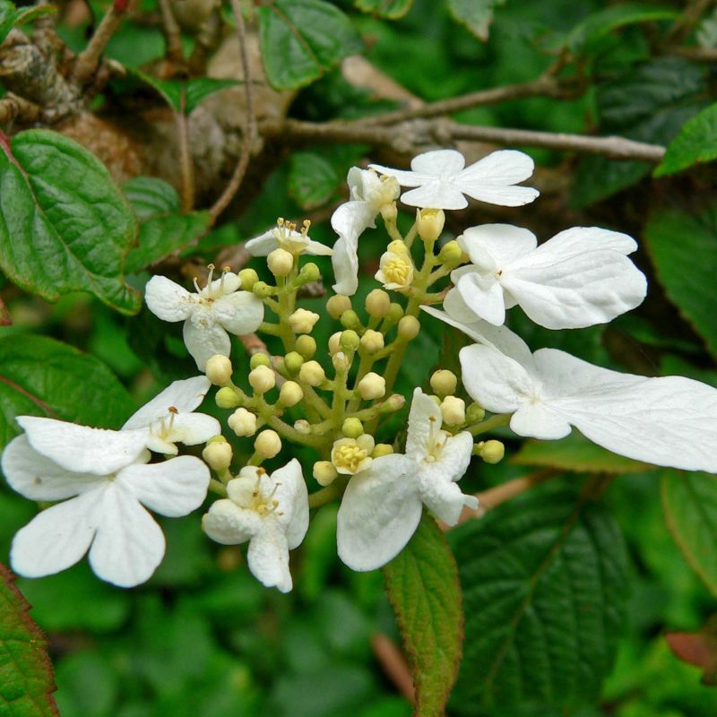 Viburnum plicatum ‘Summer Snowflake’ | Plants Direct – Victoria, BC