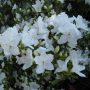 Azalea ‘Girard’s Pleasant White’ | Plants Direct – Victoria, BC