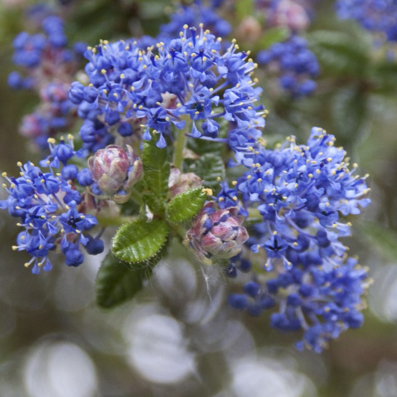 Ceanothus ‘Point Reyes’ | Plants Direct – Victoria, BC