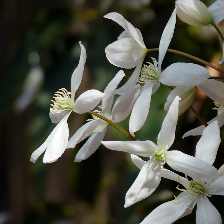 Clematis armandii ‘Snowdrift’ | Plants Direct – Victoria, BC