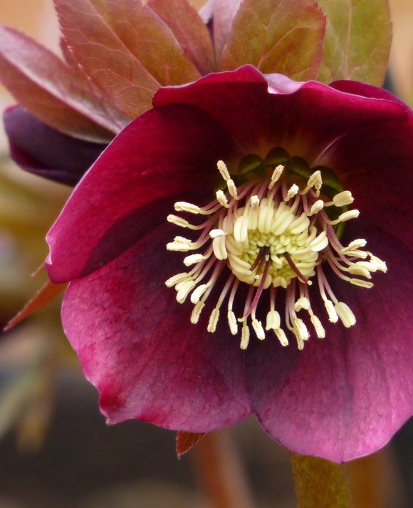 Plants Direct - Online Plant Nursery in Victoria BC Canada