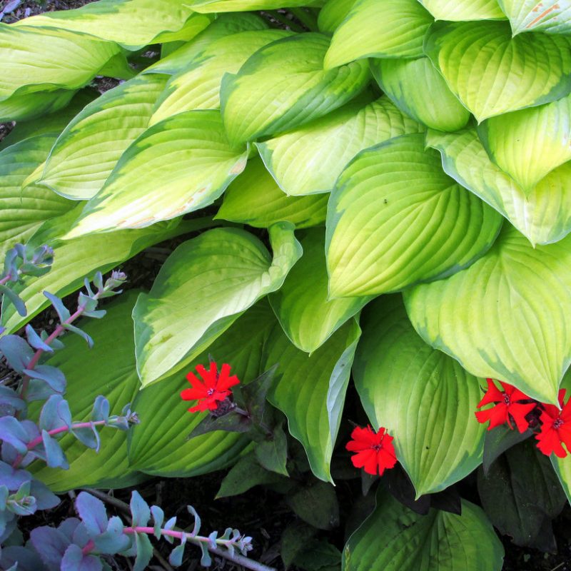 Hosta ‘Gold Standard’ | Plants Direct – Victoria, BC