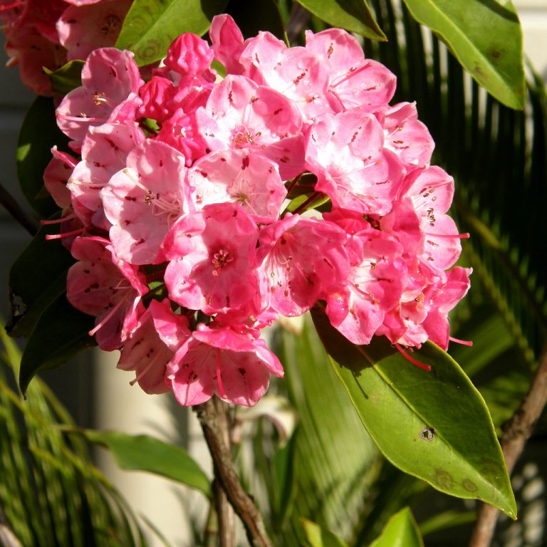 Kalmia latifolia “Sarah” | Plants Direct – Victoria, BC
