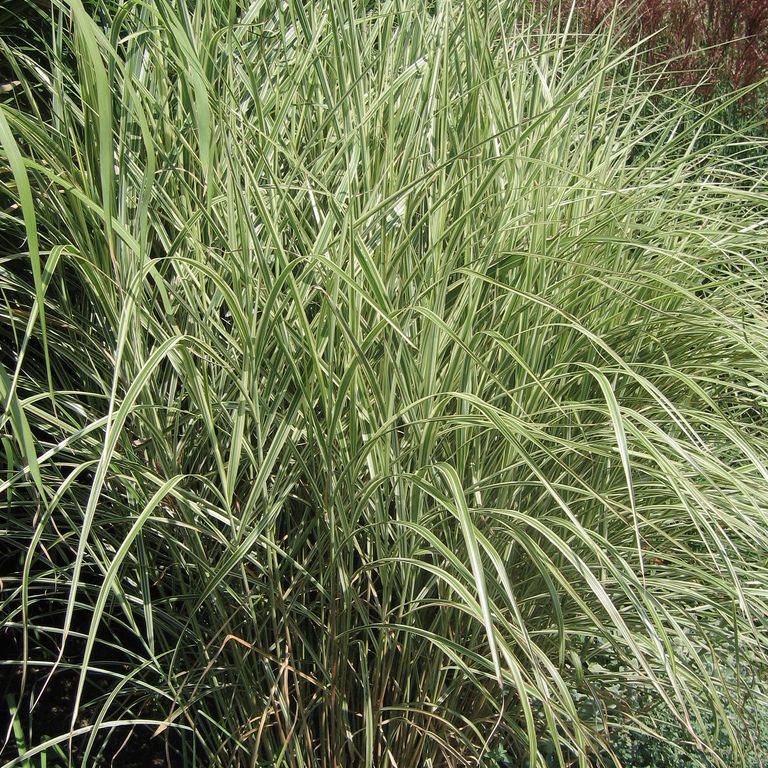 Miscanthus sin. ‘Variegatus’ | Plants Direct – Victoria, BC