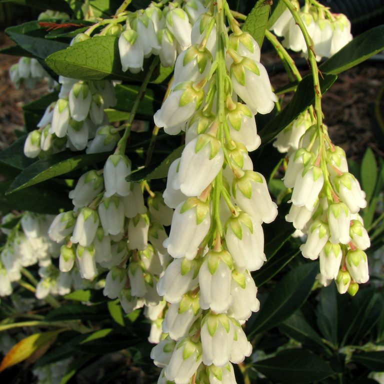 Broadleaf Evergreens | Plants Direct – Victoria, BC