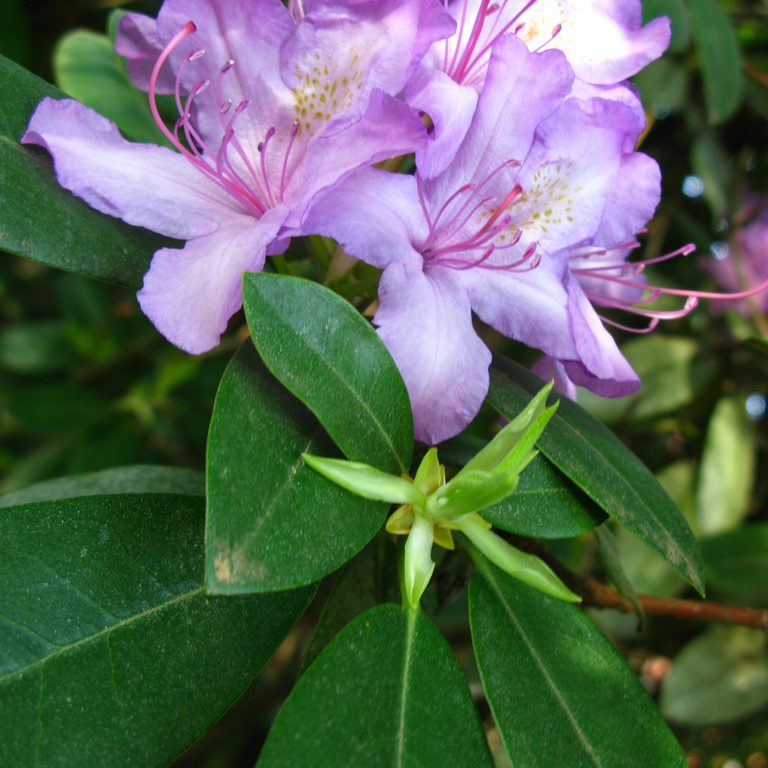 Rhododendrons | Plants Direct – Victoria, BC