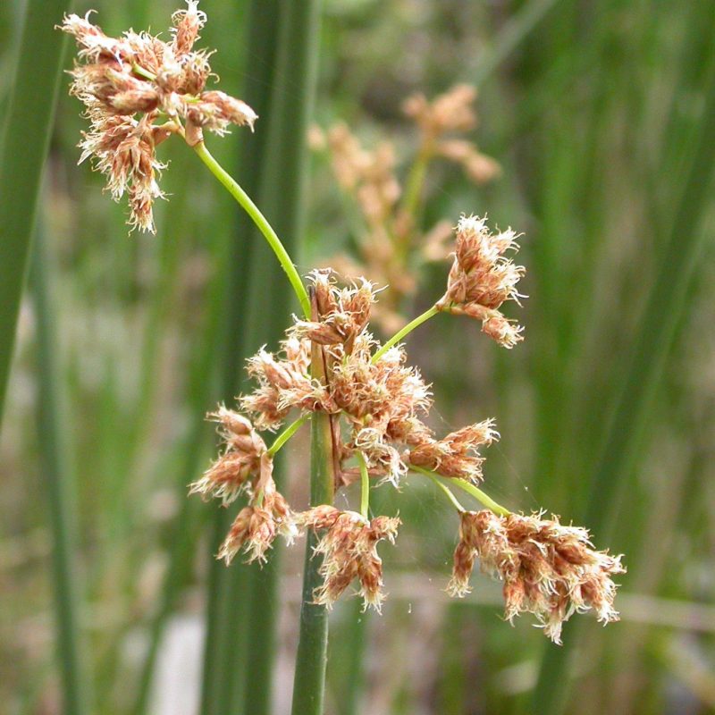 Scirpus acutus | Plants Direct – Victoria, BC