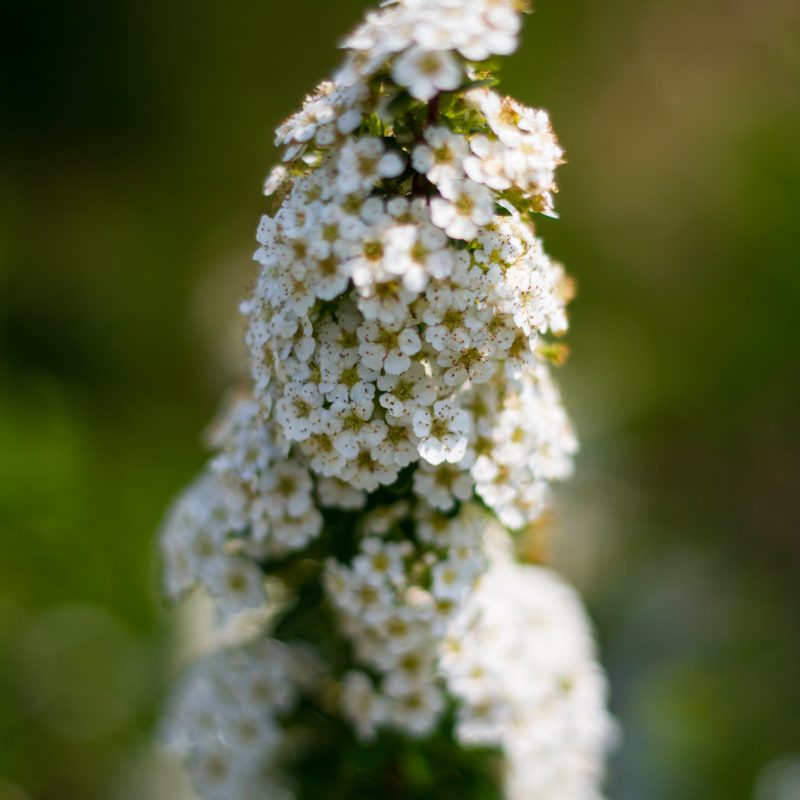 Spirea nipponica ‘Snowmound’ | Plants Direct – Victoria, BC