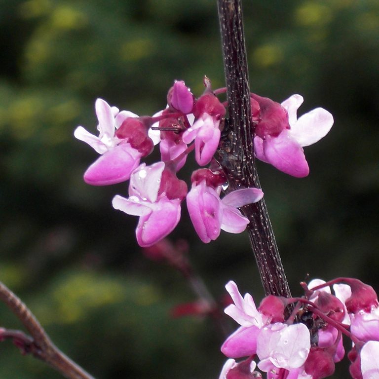 Cercis canadensis ‘Forest Pansy’ | Plants Direct – Victoria, BC