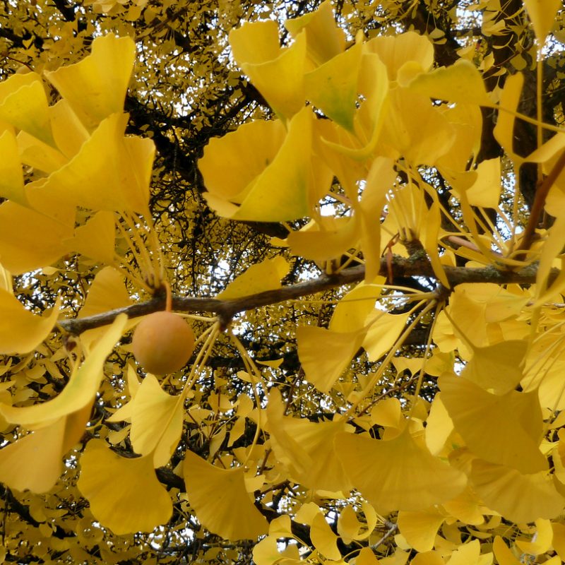 Ginkgo biloba ‘Autumn Gold’ | Plants Direct – Victoria, BC